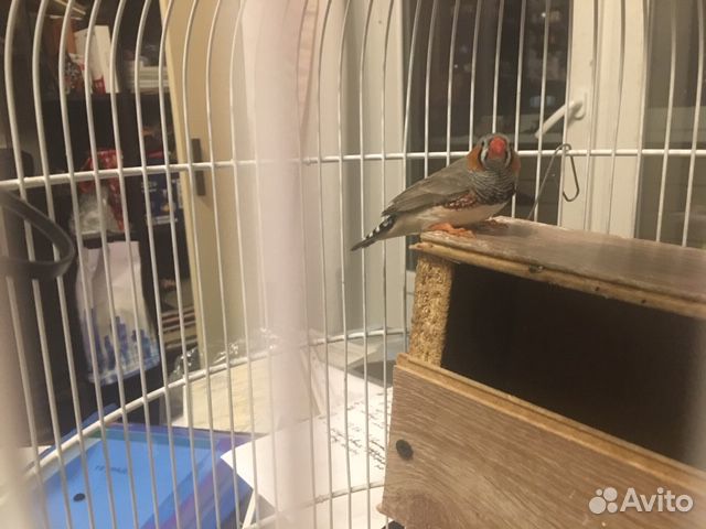 Амадины
