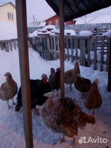 Индюки палевые