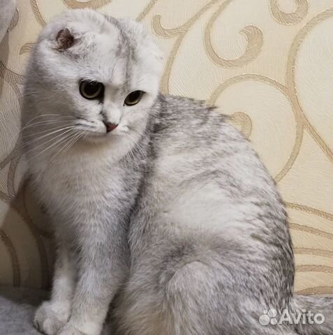 Отдам в добрые руки