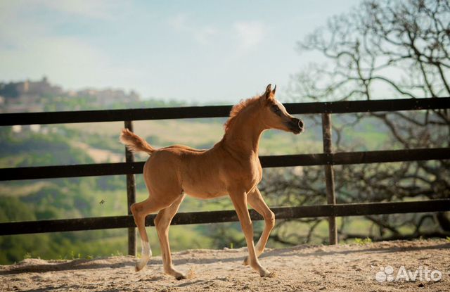 Арабский жеребчик