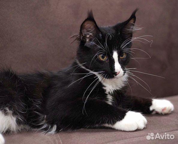 Кот великан