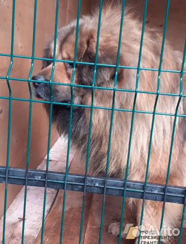 Тибетский мастиф в добрые руки