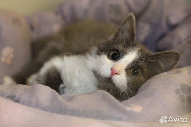 Котенок Стивен в добрые руки