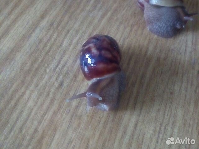 Продам улиток Ахатин