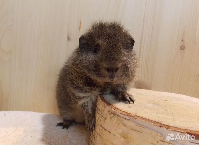 Морские свинки разных пород