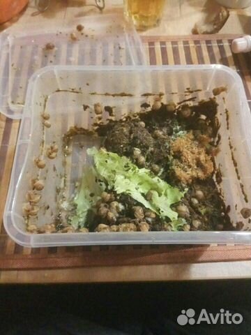 Улитки ахитины