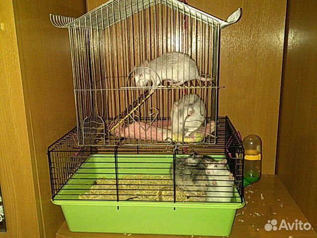 Отдам крыс хаски