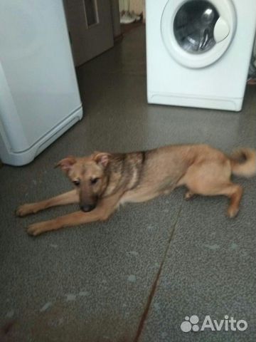 Джессика ищет дом