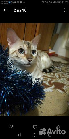 Кот на вязку