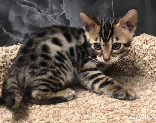 Угольный Бенгал. Малыш,вырастет крупным харизматич
