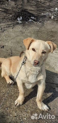 Молодая собака Жужа