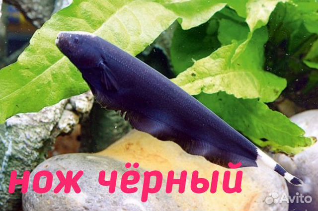 Рыбки разные