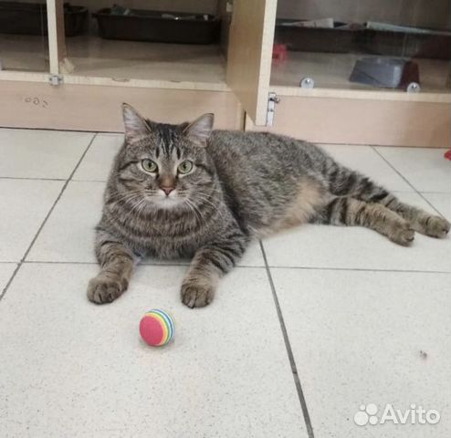 Кошка бесплатно