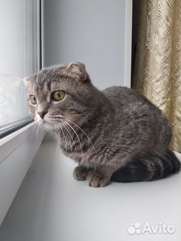 Шотладнский вислоухий кот ищет девочку