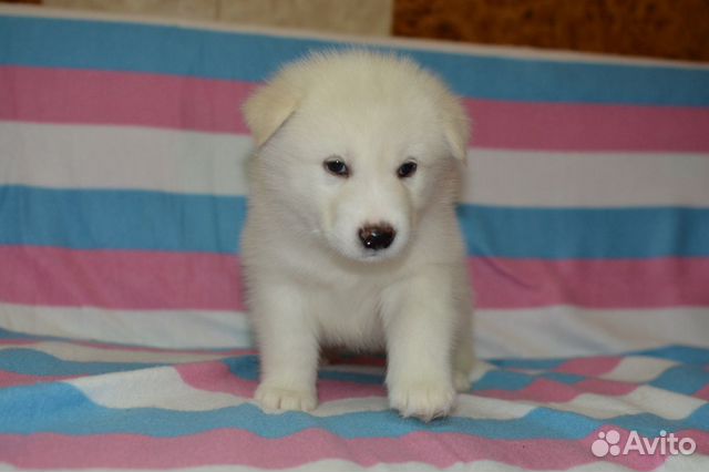 Маламутодетки