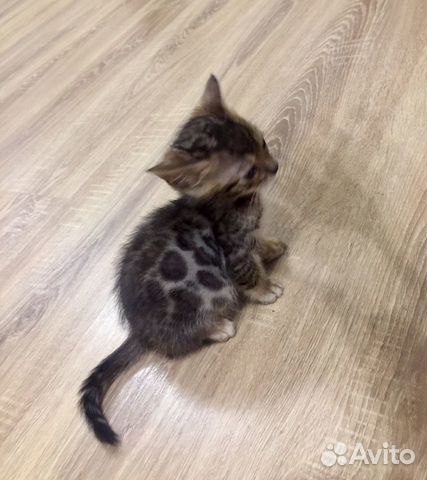 Маленький бенгаленок