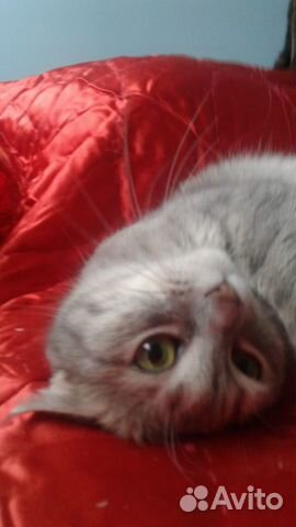 Голубокремовая кошечка