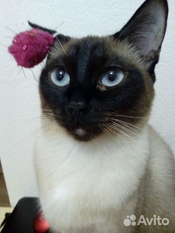 Тайская кошечка ищет котика для вязки