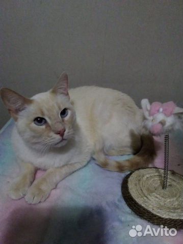Котик таец ласковый в дар