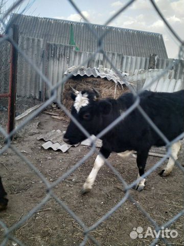 Коровы, молодые телята