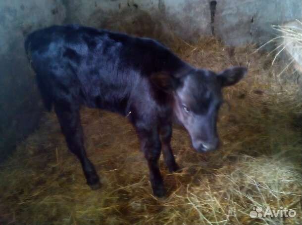 Теленок от голштинского быка