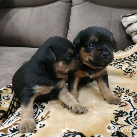 Щенки Гриффон Пти Брабансон