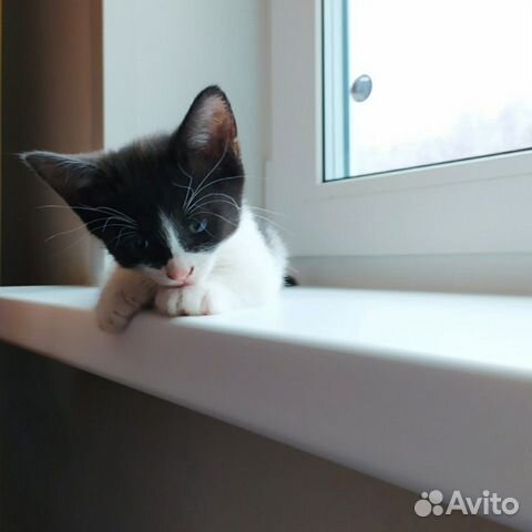 Котята домашние