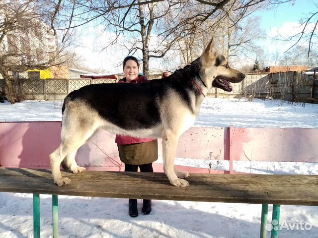 Настоящие восточники
