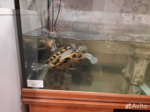 Черепахи красноухие (две)