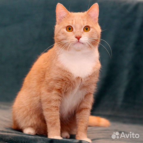 Котик Персик