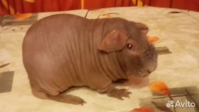 Морская свинка