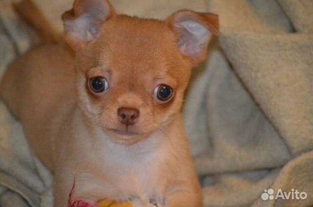 Подарок для любимой