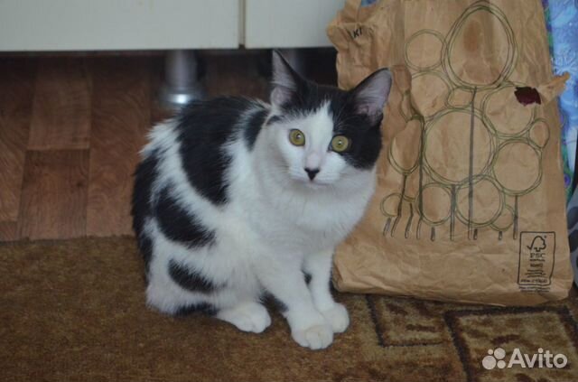 Кошка