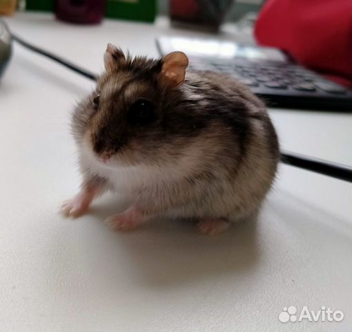 Хомяк джунгарский