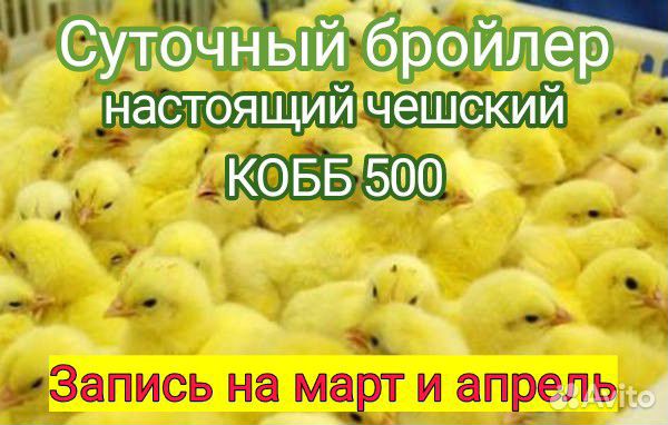 Бройлер (импортное яйцо)