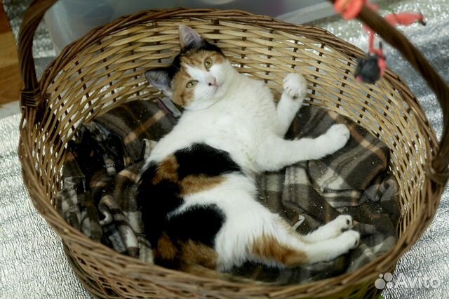 Даша ищет дом