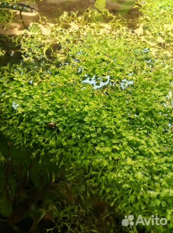 Риччия отдам