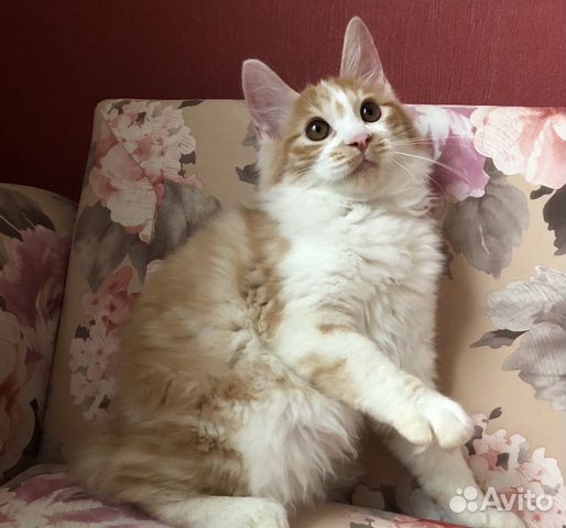 Курильский бобтейл шоу класса