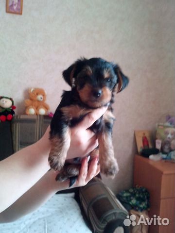 Щенок йорк