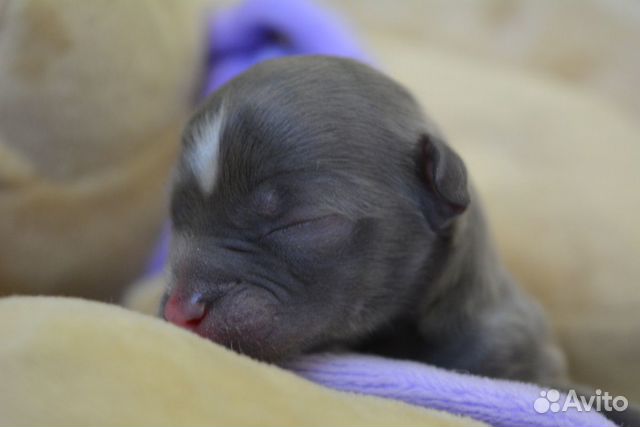 Голубая красотка мексиканской голой мини в шерсти