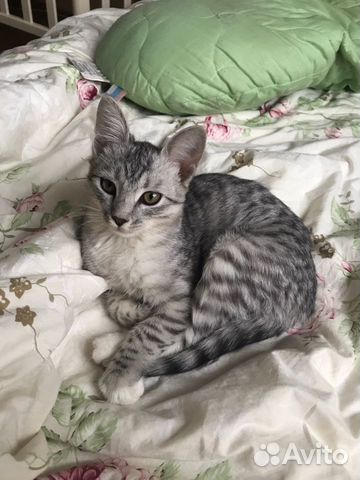 Кот