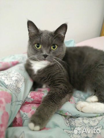 Кошка 1.5 года
