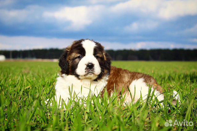 Предложение Питомника