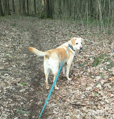 Ева ищет дом