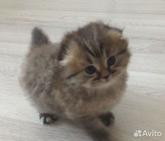 Котёнок мальчик длинношерстный 1 месяц