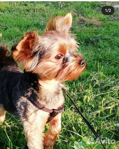 Йоркширский терьер