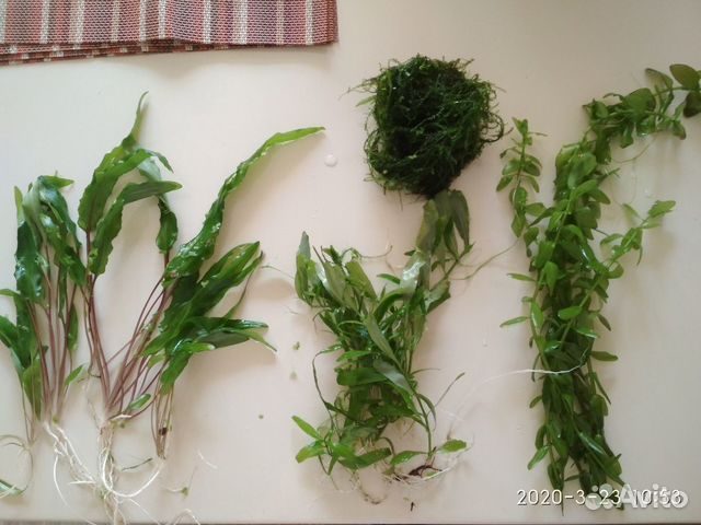 Прополка аквар.растений