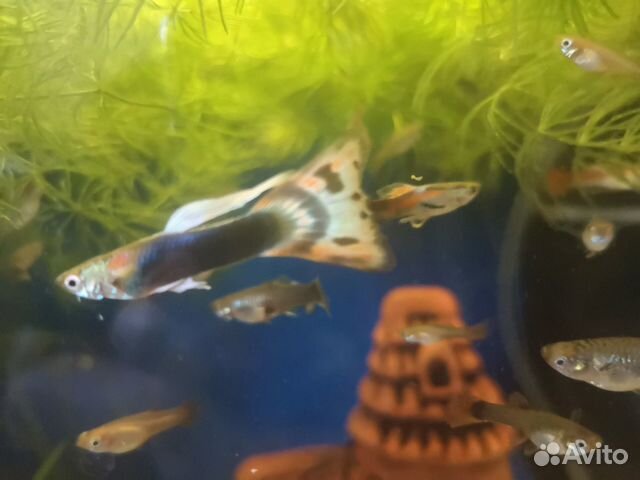Рыбки гуппи