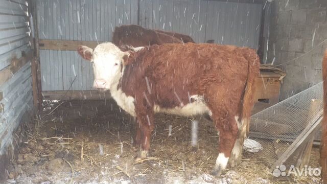 Тёлка Герефорд