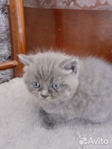 Британская вислоухая